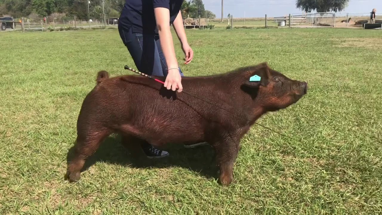 Show Quality Pigs - YouTube