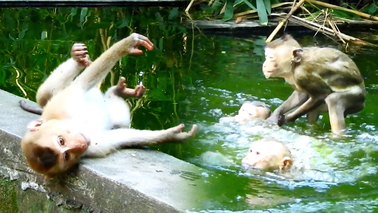 Rojo only chills out & watch other kids swim in his 5 star pool very ...