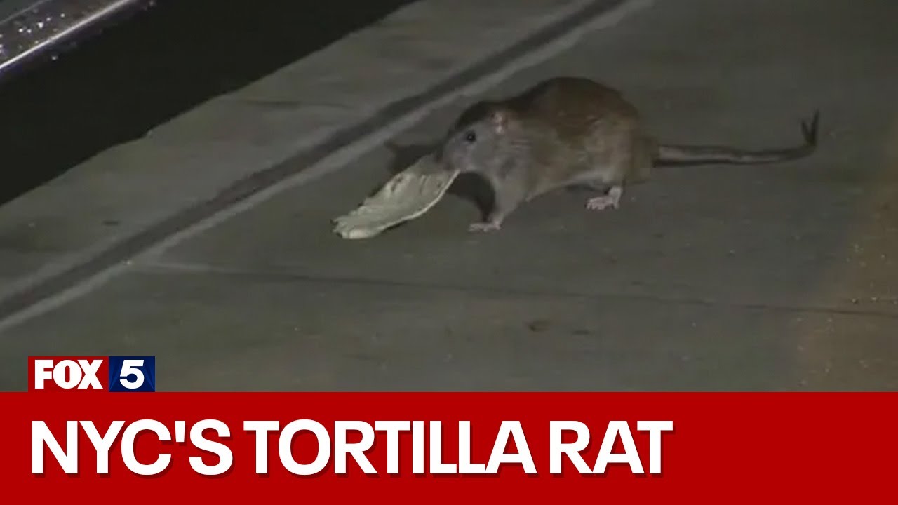 NYC's Tortilla Rat - YouTube