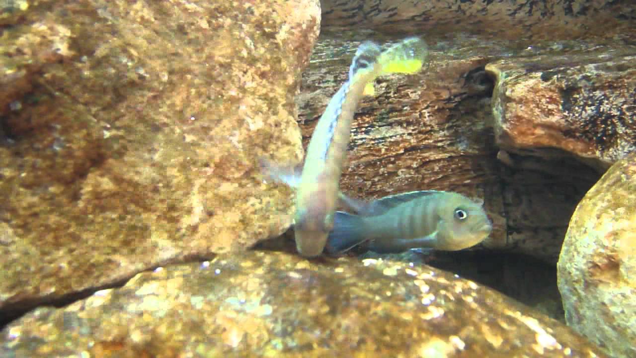 Tropheops sp. "red fin" Kakusa - Grazing Rock - YouTube