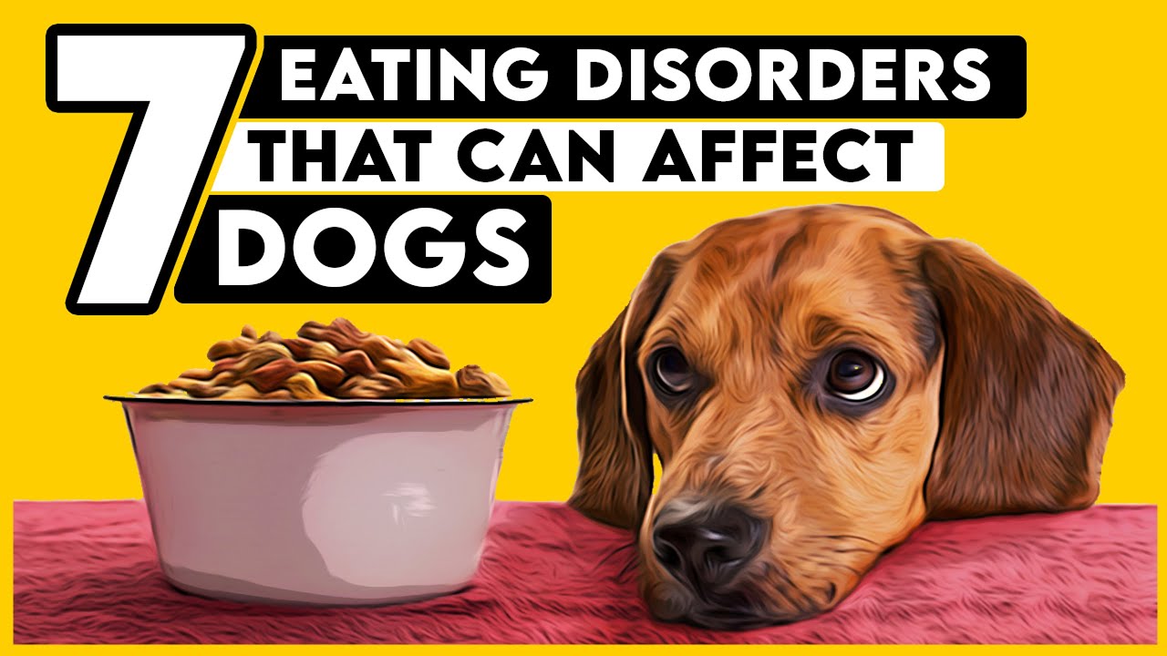 7 Eating Disorders That Can Affect Dogs - You Should Know About - YouTube