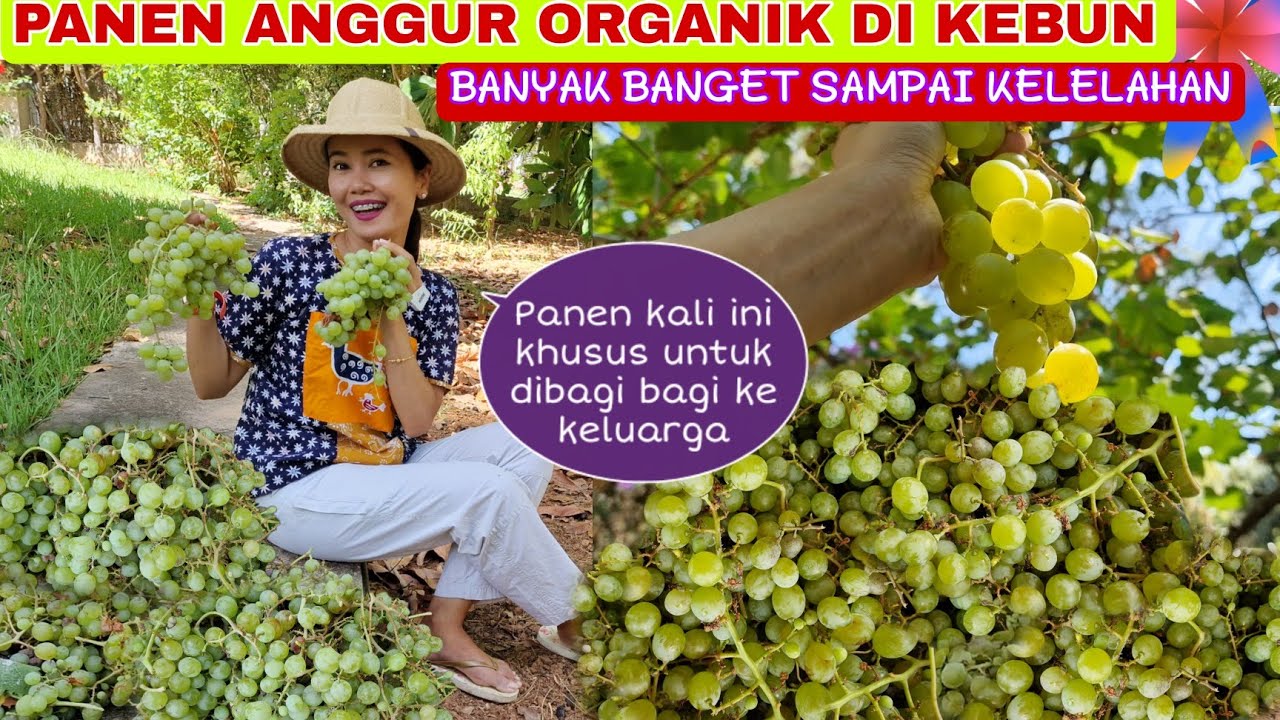 Surga di Kebun, Panen Anggur Paling Seru Sampai Manjat Pohon ! - YouTube