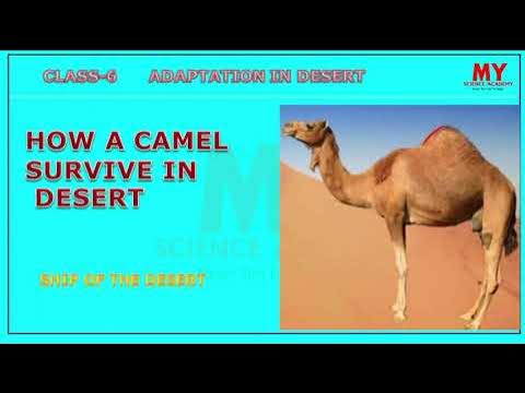 How a camel survive in Desert|| Class- 6||Science||@MYSCIENCEACADEMY01 ...