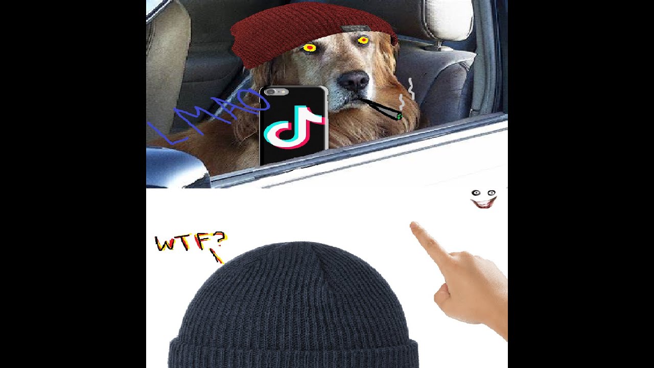 That is not a dog!! Reacting to funny TikTok's #1 - YouTube