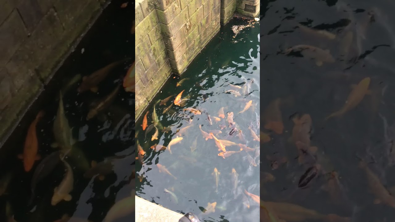 Princes Quay Hull carp - YouTube