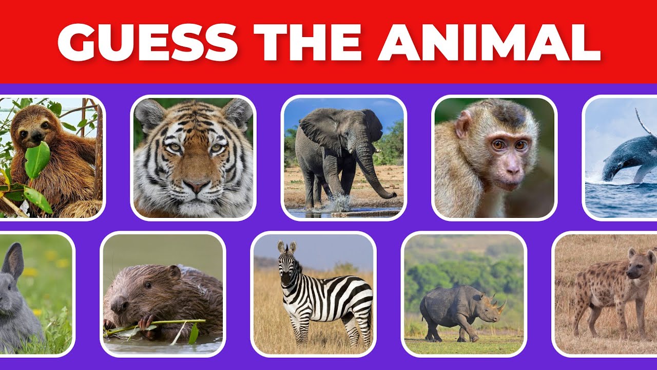 Can you guess the Animals? | Animal Quiz - YouTube