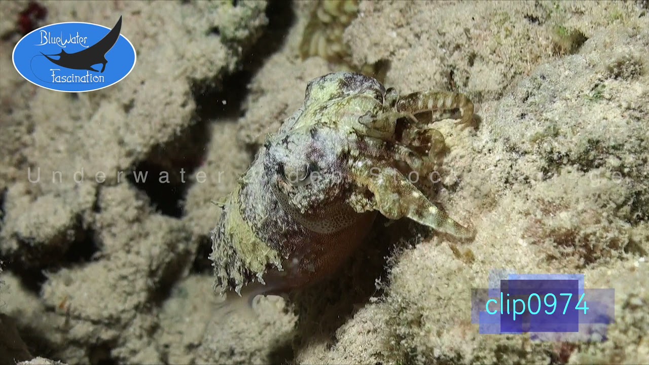 0974_Cuttlefish walking over coral reef. HD Underwater Royalty Free ...