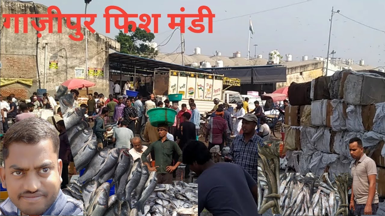 Ghazipur Fish Mandi Delhi price Today 2024 | ghazipur machli mandi ...