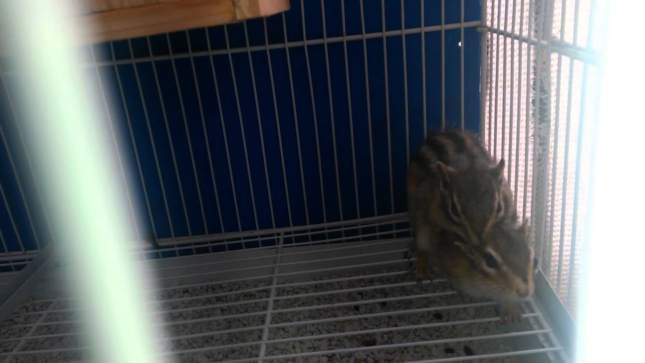 Chipmunk mating - YouTube