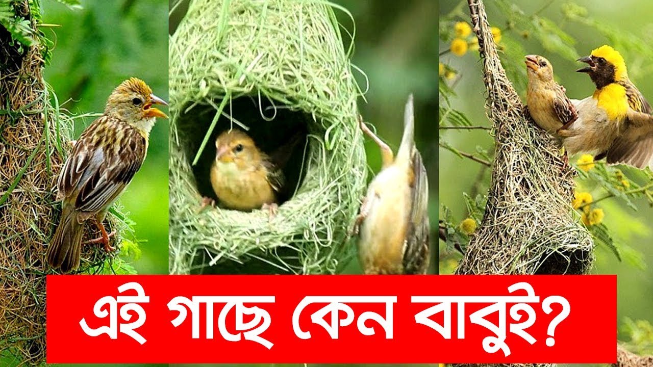 আবাস পাল্টে ফেলছে এই শিল্পী পাখি! II Weavers Bird II Babui Pakhi - YouTube
