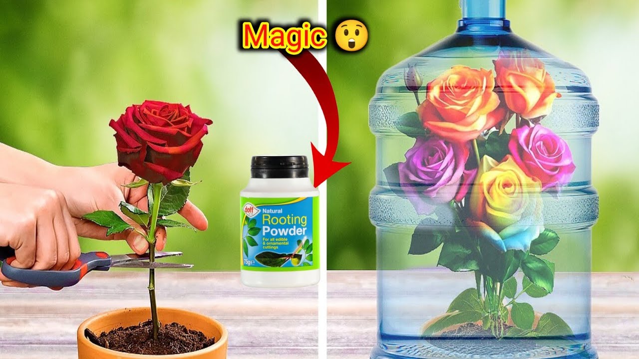 Rose Growing Secrets 100% success! Top 10 Videos to Bloom Your Garden ...