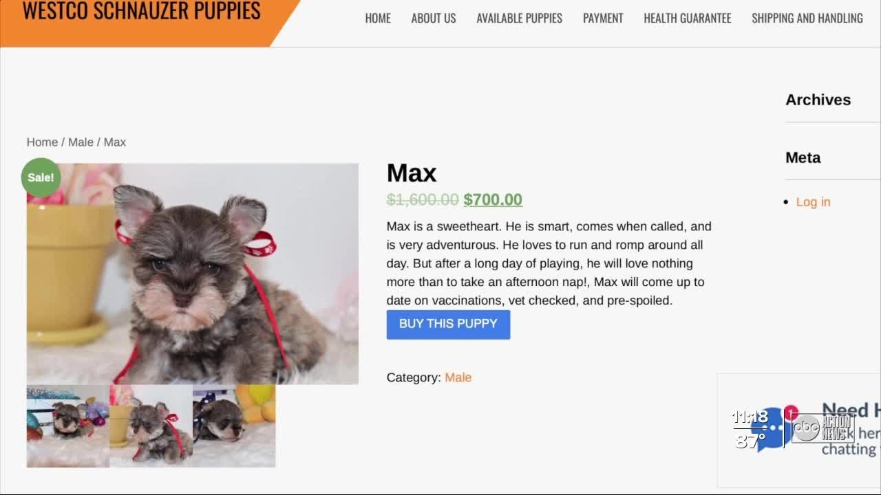 Fake websites selling 'designer dogs' scam Clearwater residents out of ...