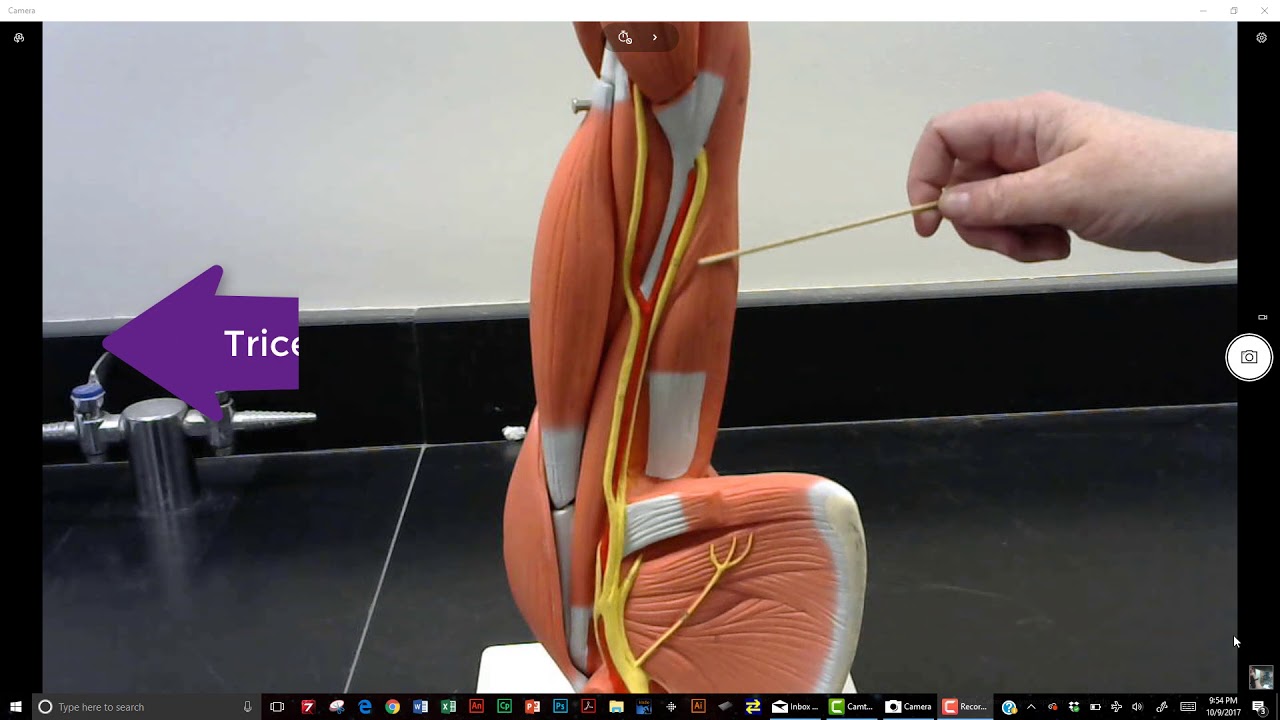 muscles of the arm anatomical model - YouTube