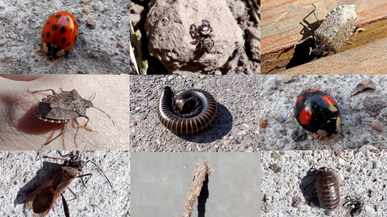 Exploring the Outdoors with Overwintering Insects | Jumping spider ...