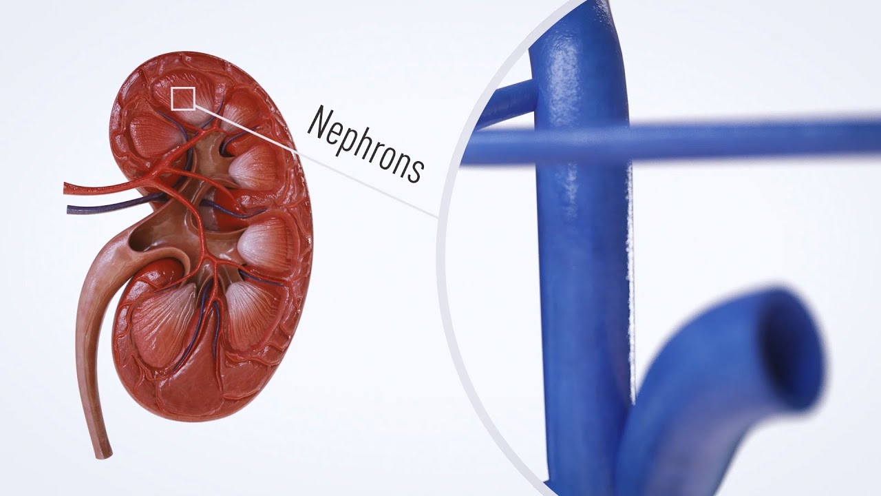 3D science animation - The function of nephrons in the Kidney - YouTube
