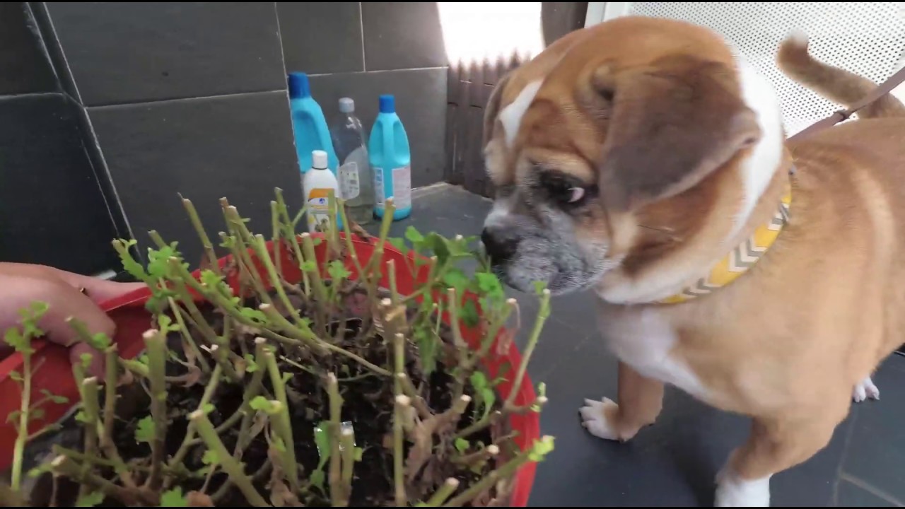 Play with Bun Dog - Chơi đùa với chó Bun | T7 Channel - YouTube