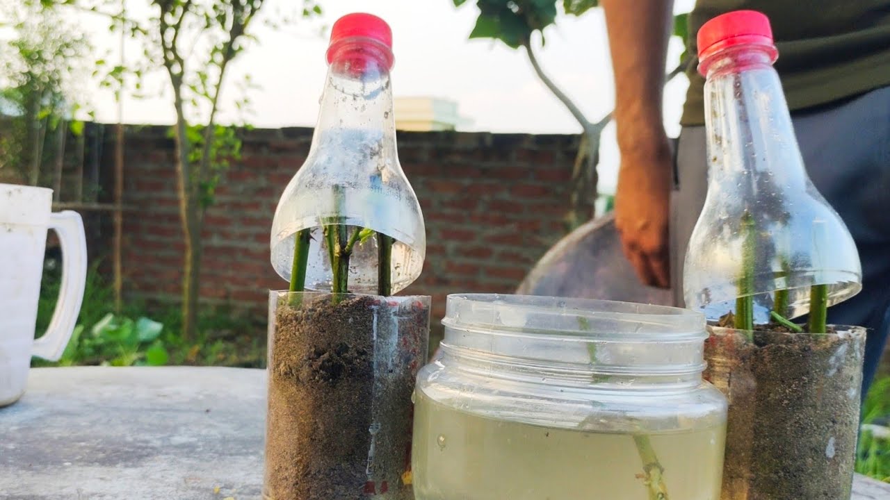 Simple and Sustainable: Growing Cuttings in Plastic Bottles - YouTube