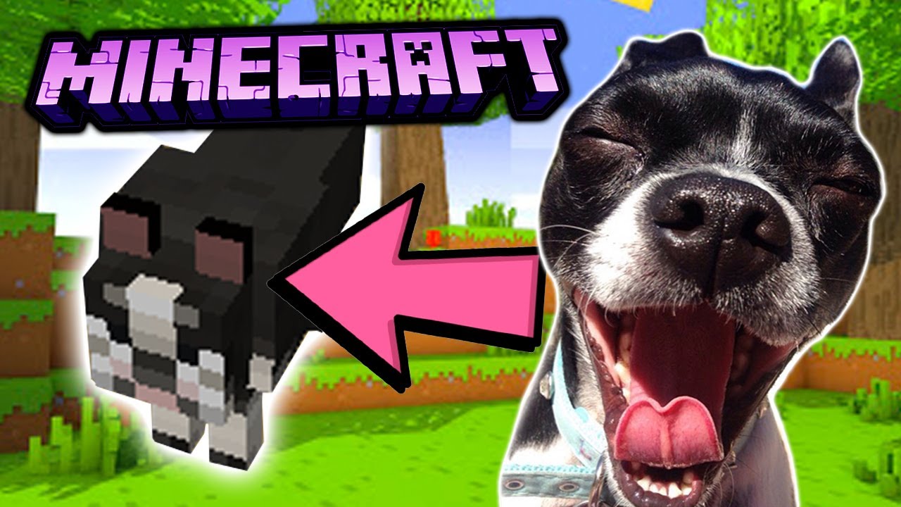 MY DOG PLAYS MINECRAFT FOR THE FIRST TIME!! (Dog Minecraft Mod!) - YouTube