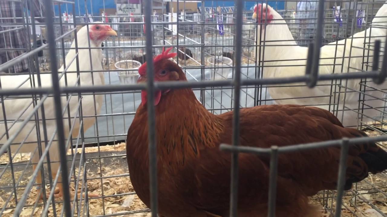 Pep Talk For The Hens - YouTube