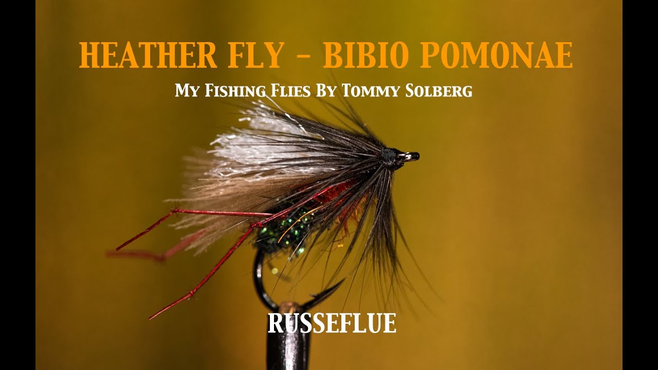 Tying a Heather Fly. Bibio Pomonae, Russeflue. #minefiskefluer #bibio # ...