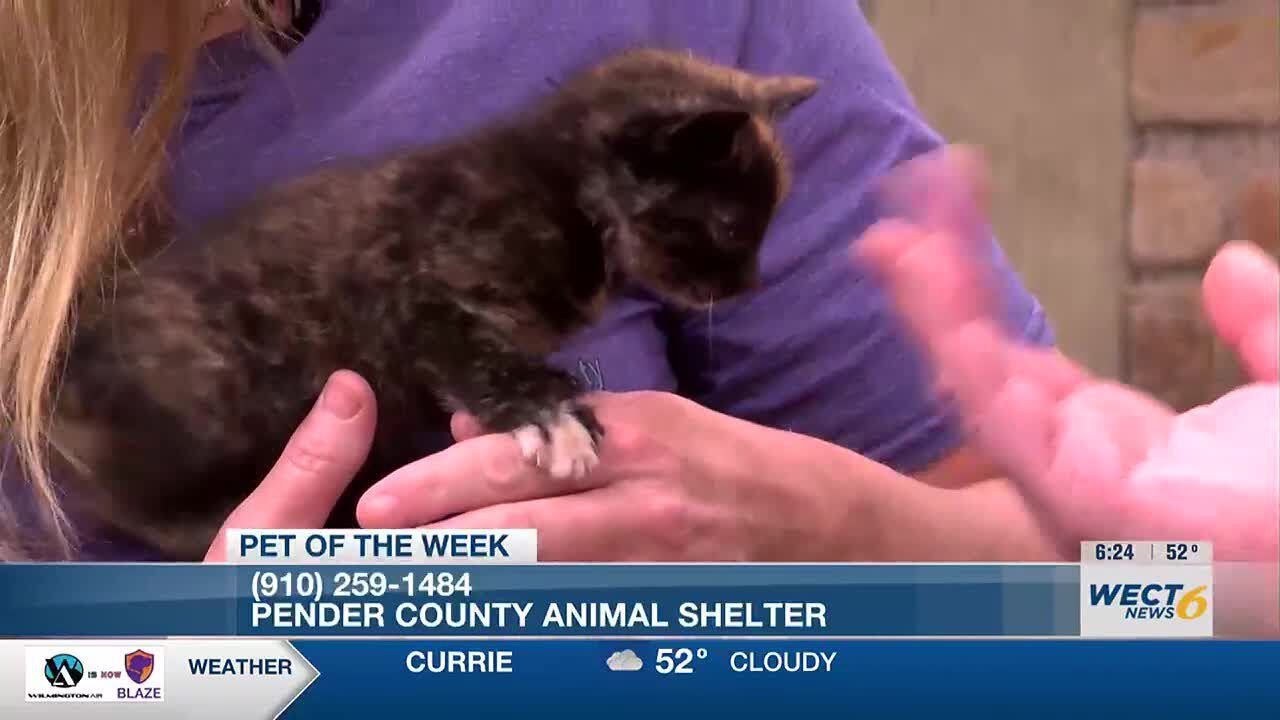 Pet of the Week: Unnamed kitten from the Pender County Animal Shelter ...