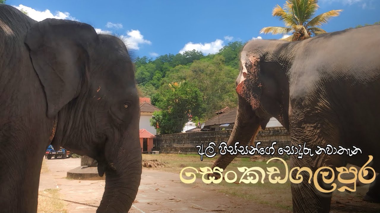 සෙංකඩගල ලස්සන දවසක් | #hasthi_official #elephant #kandy #srilanka 🇱🇰 ️ - YouTube