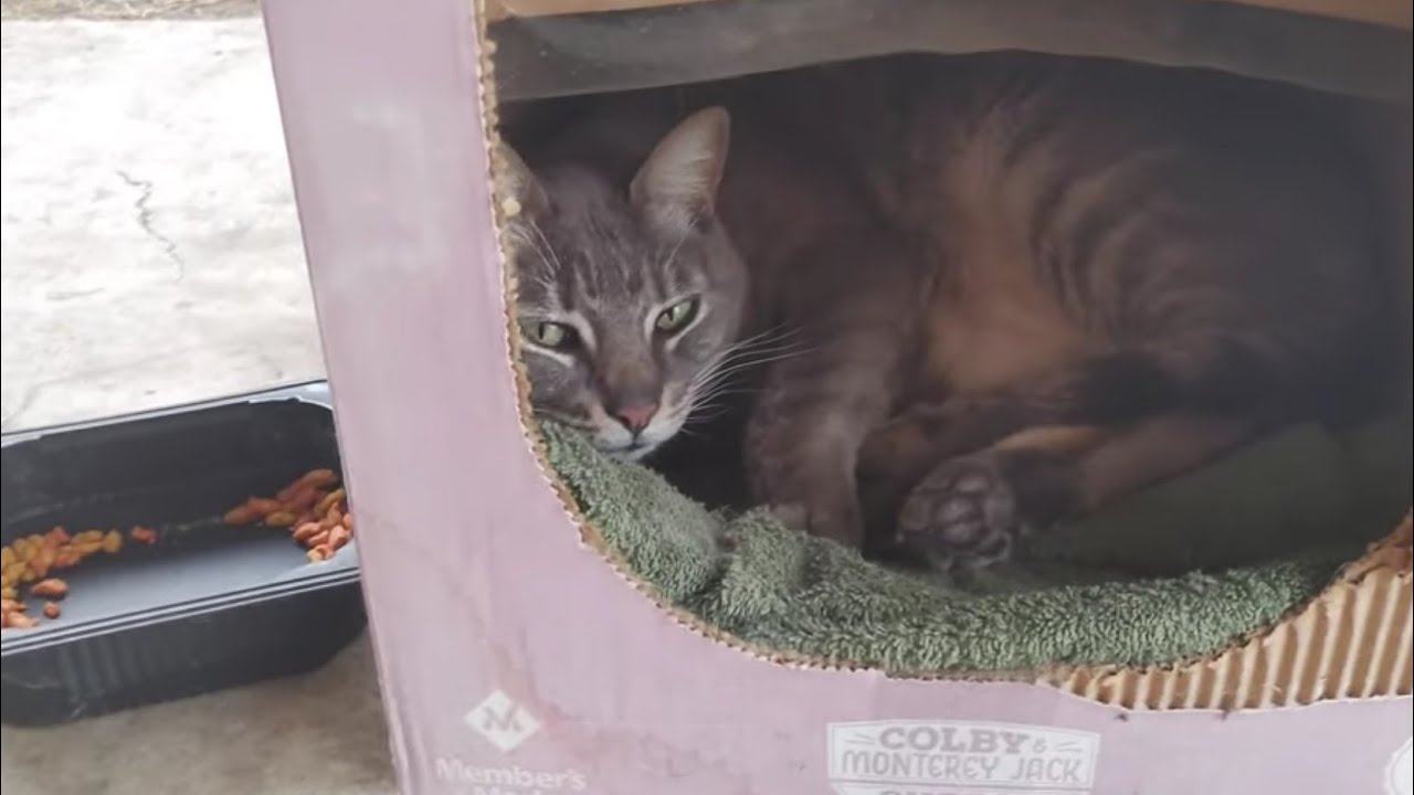 Midas the stray grey comrade cat and I chillax - YouTube