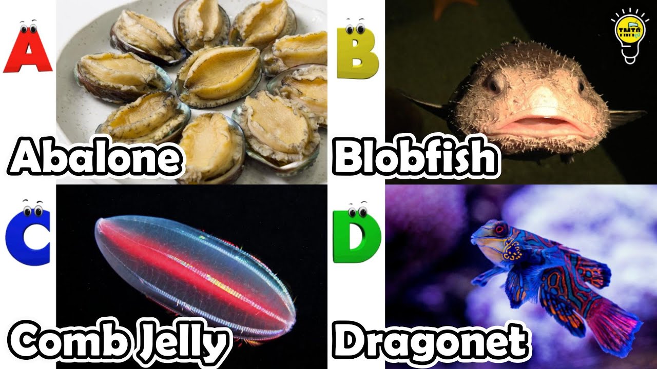 Learn Ocean Animal Names | ABC Sea Animals song | Most Popular Sea ...