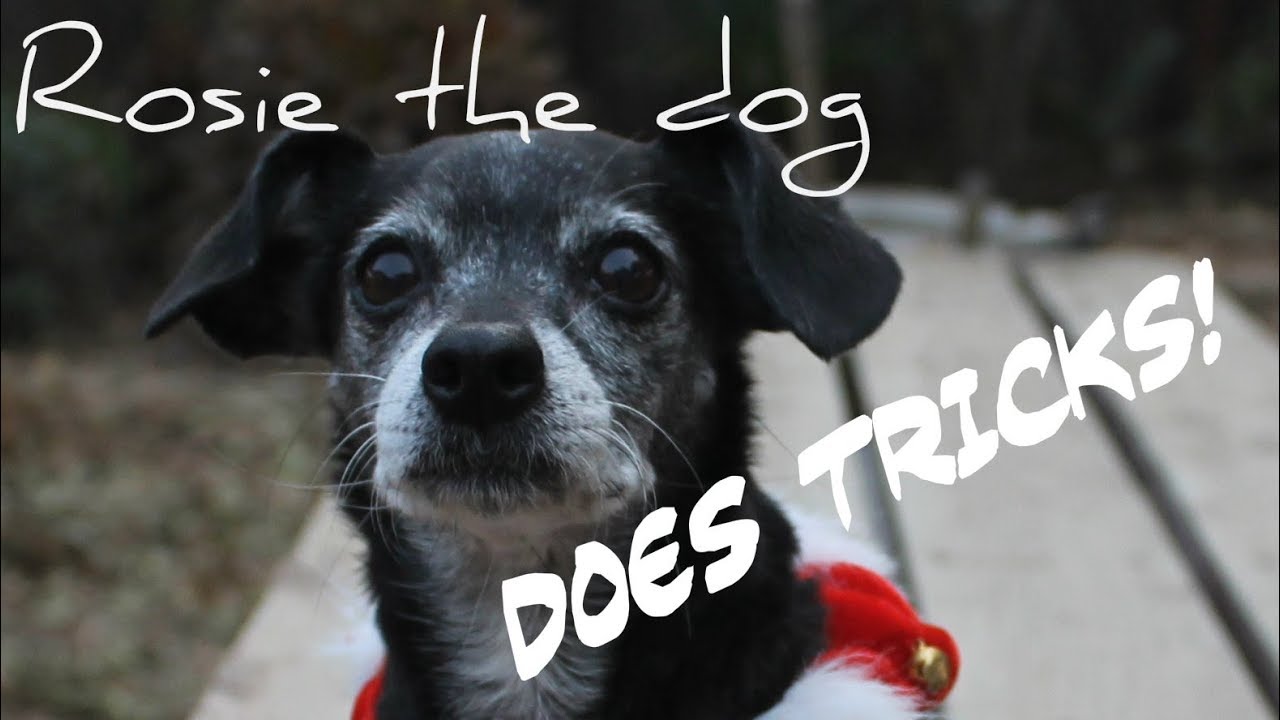My Dog Does Tricks! - YouTube