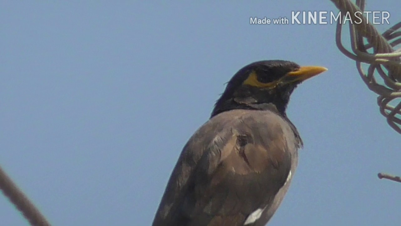 Myna/ “One legged Maina bird struggles to hunt”/Indian Birds video ...
