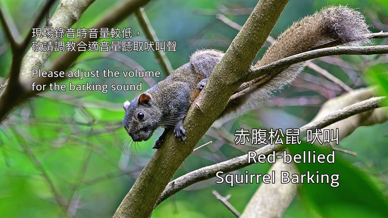 赤腹松鼠吠叫 Red-bellied Squirrel Barking - YouTube