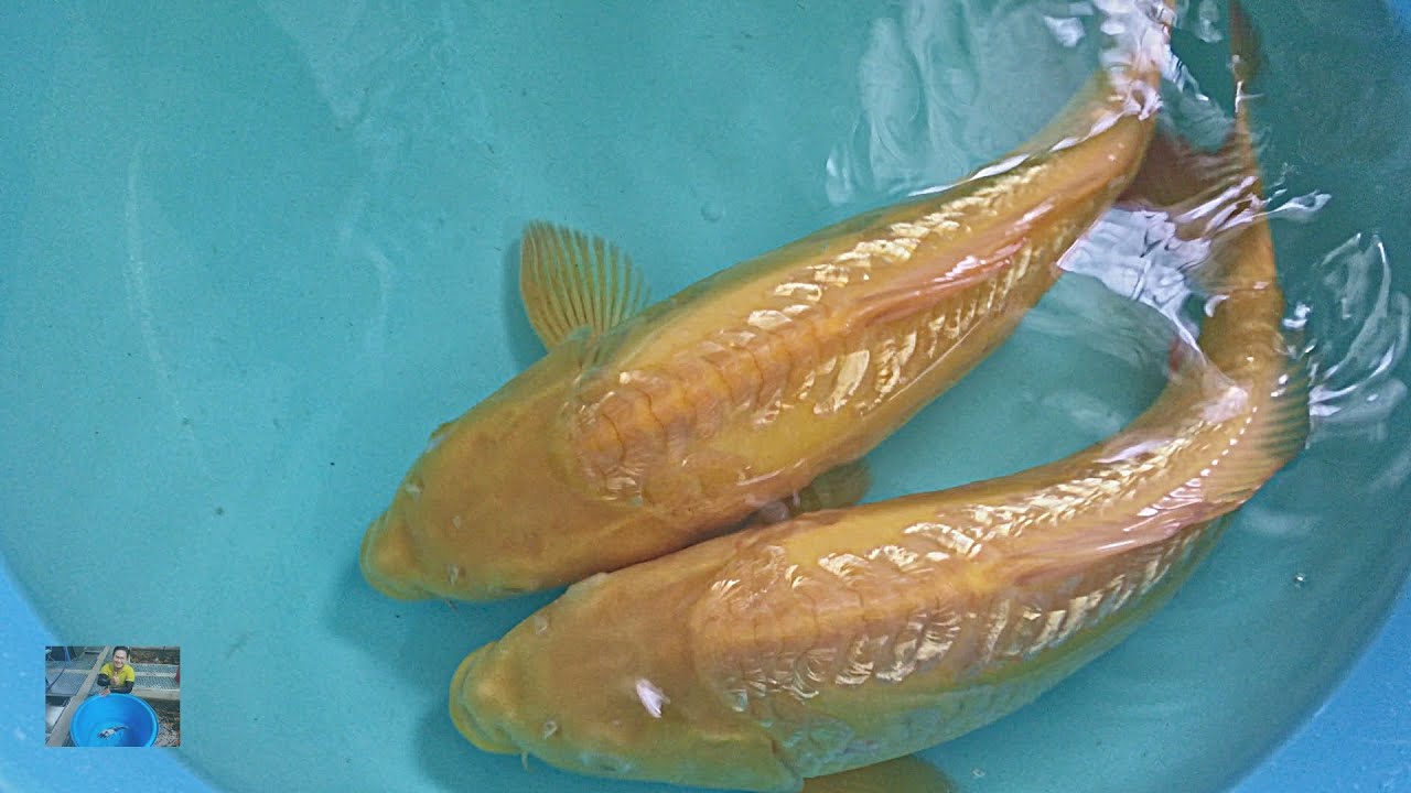 Chagoi màu trà, da trơn, vảy ánh bạc | Ginrin doitsu green chagoi 40cm ...