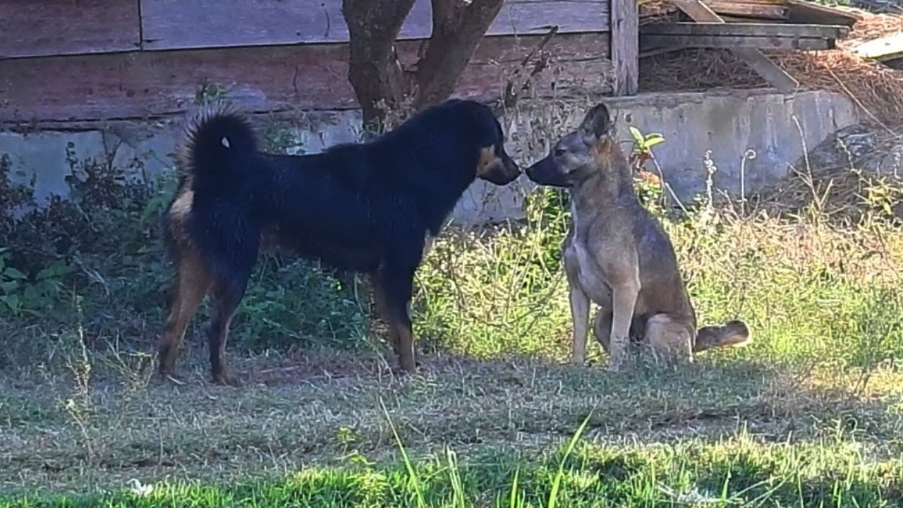 Wow best Time very good boy ker ker meeting cute girl friend lili sweet ...