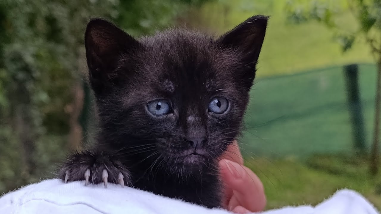 Restless Kittens Are Causing Trouble for the Cat🥰 - YouTube