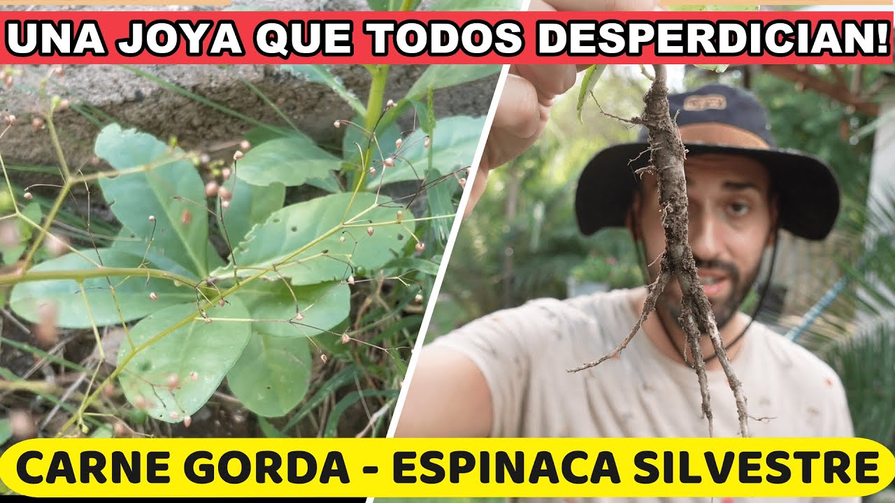 Si Ves Esta Planta Encontraste ORO! Crece Como Maleza Silvestre En El ...