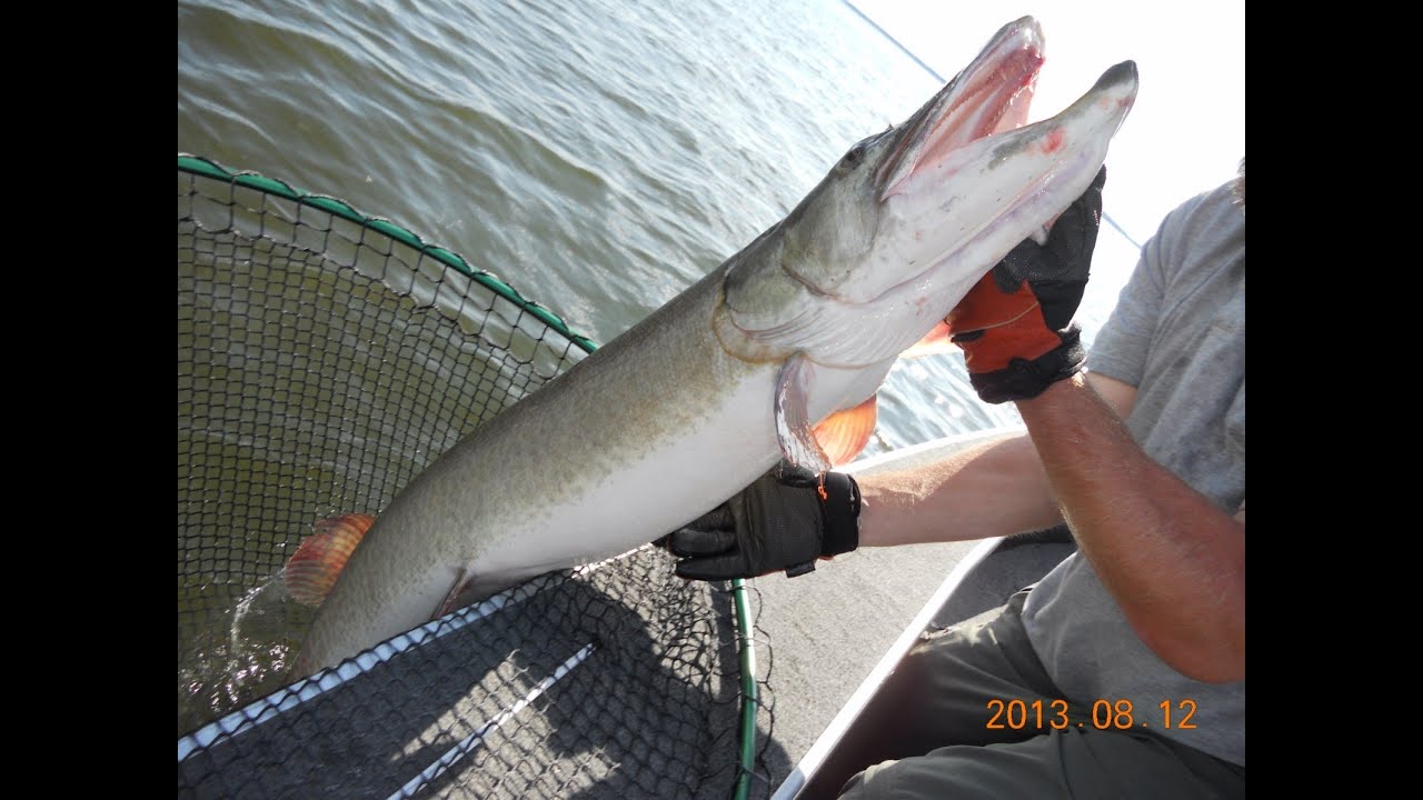 Giant 50" Summer Muskie - Lake of the Woods - Boatside Strike - YouTube