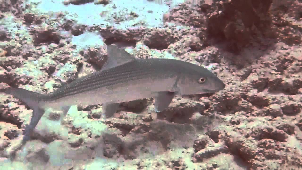 Bonefish Bonaire 2014 - YouTube