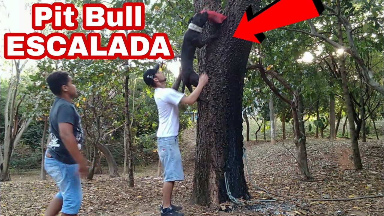 Passo a Passo Iniciando Escalada com seu Cão.Treino Pit Bull Escalando ...