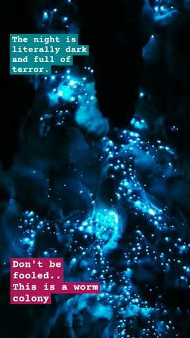 Waitomo Caves Carnivorous Glow Worm Colonies | New Zealand #shorts # ...