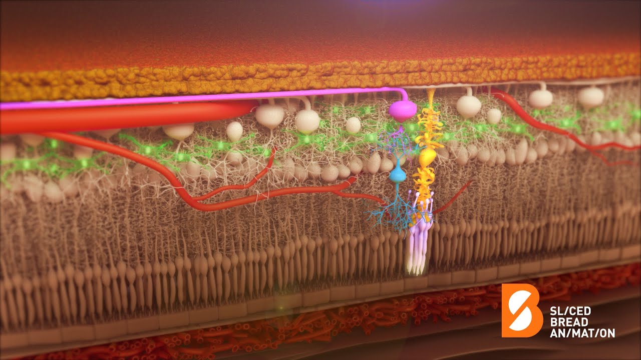 3D Medical Animation For Healthcare Reel - YouTube