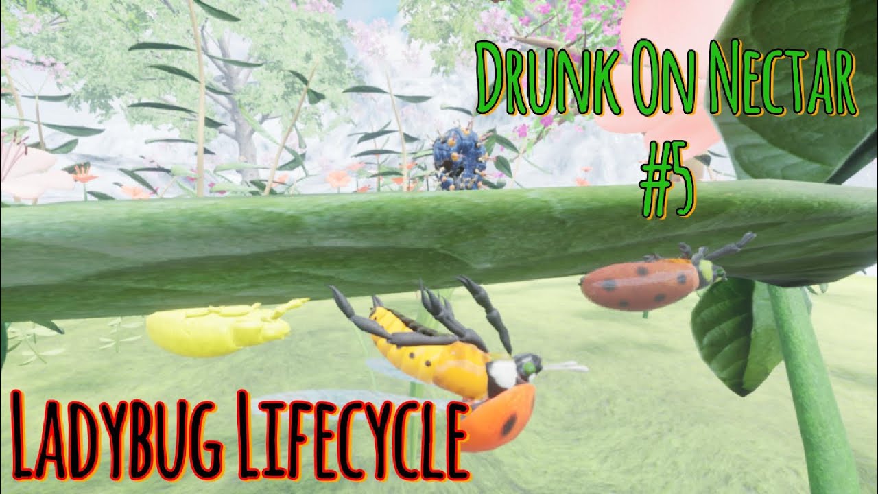 The Ladybug Lifecycle (Both Female & Male) ll Drunk On Nectar #5 🐞 ...