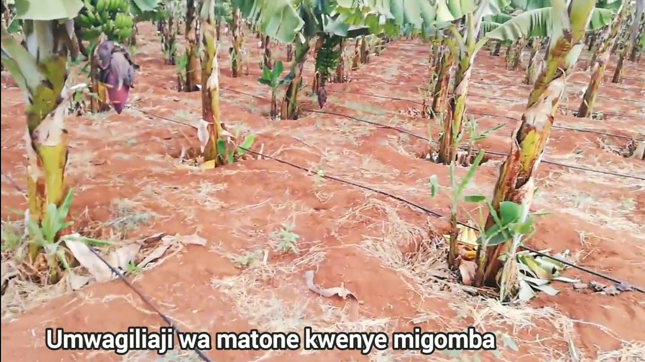 Kilimo cha ndizi migomba kwa mfumo wa umwagiliaji wa matone yaani drip ...