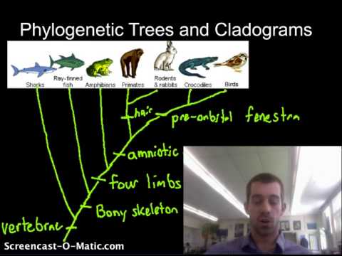 1 B 2 Phylogenetic Trees and Cladograms - YouTube