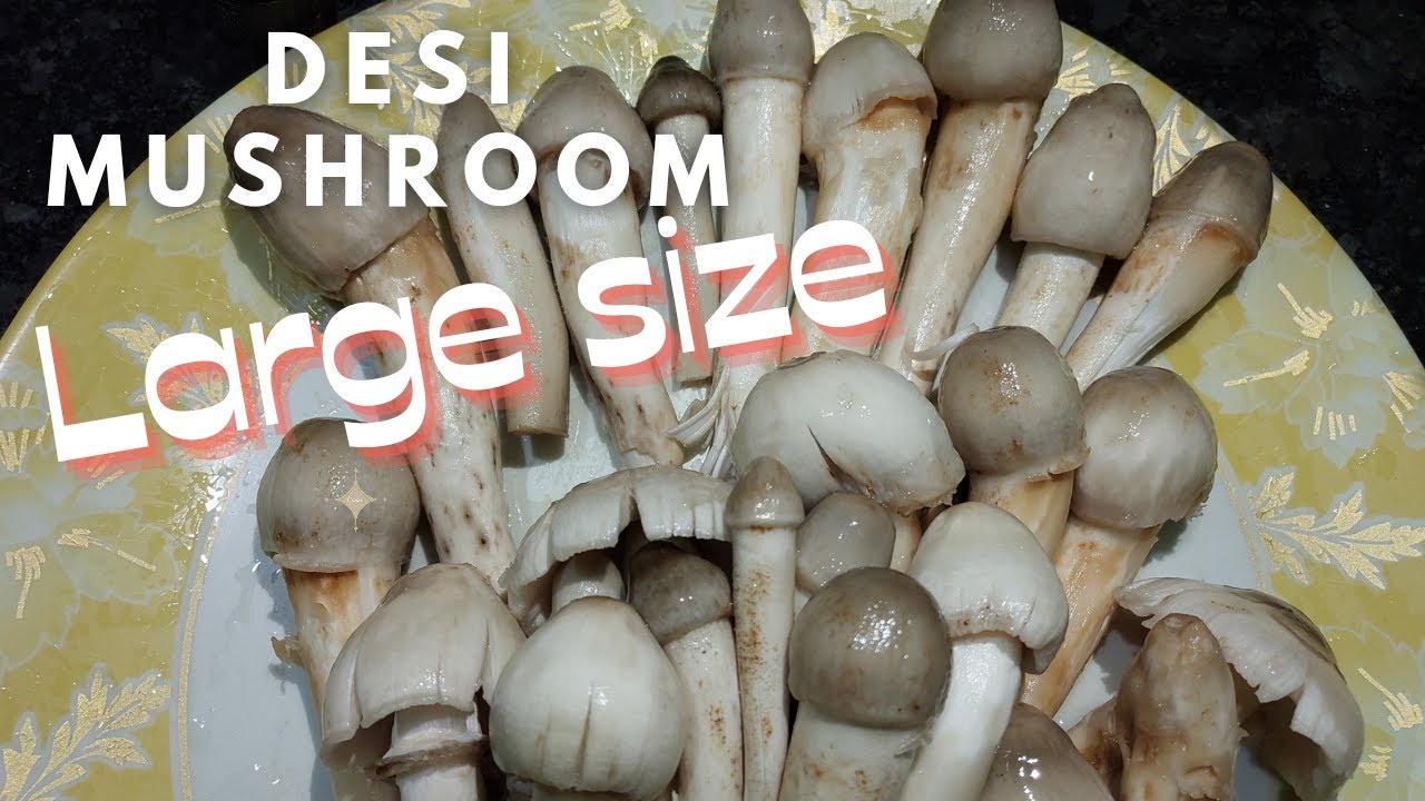 Desi Mushroom Recipe। Large size mushroom recipe। mushroom masala kaise ...