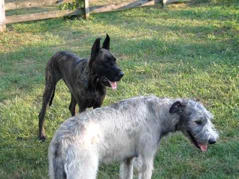 Great Dane vs. Irish Wolfhound