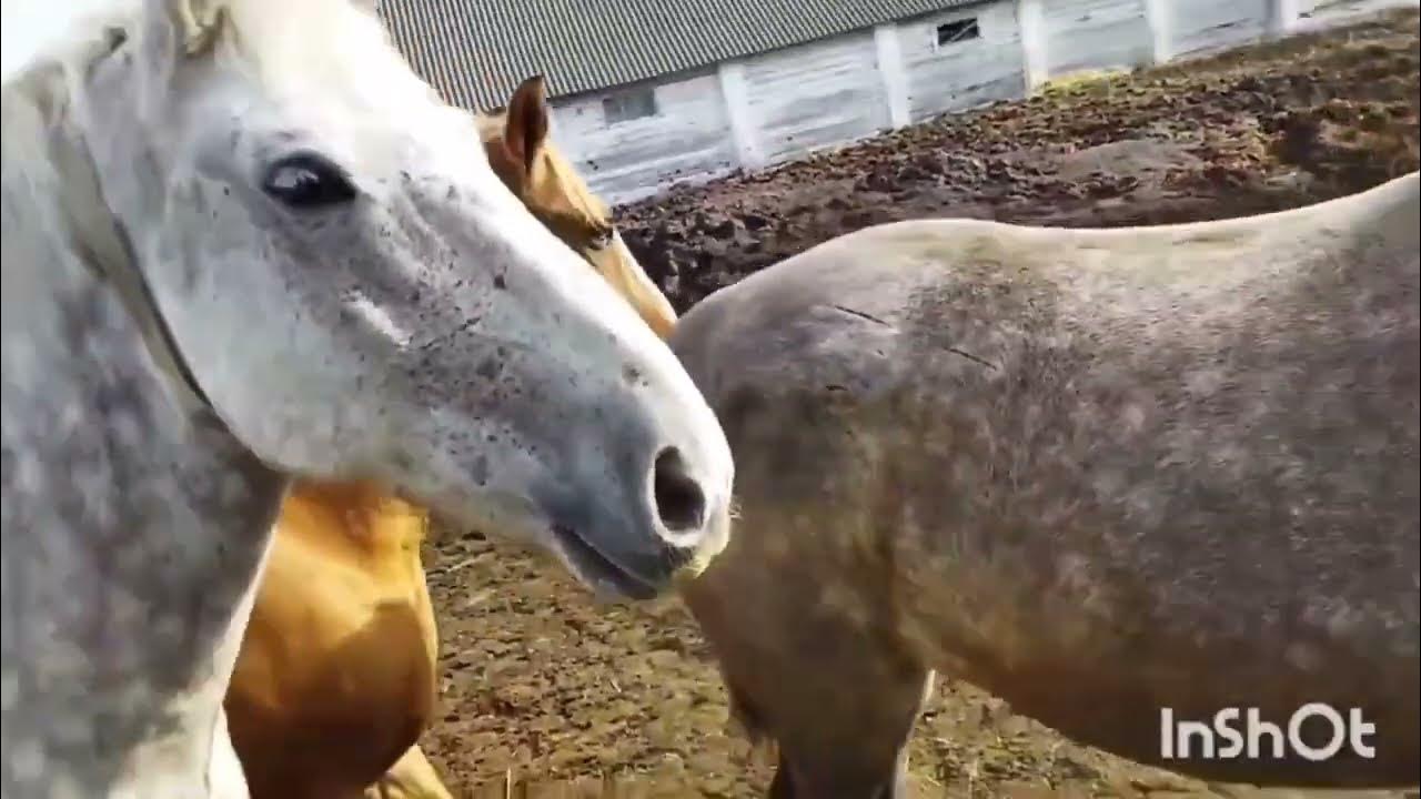 ЛОШАДИ ТЯЖЕЛОВОЗЫ🐎 horses - YouTube