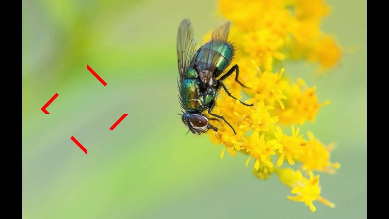 Spalding Fly Predators | Product Review - YouTube