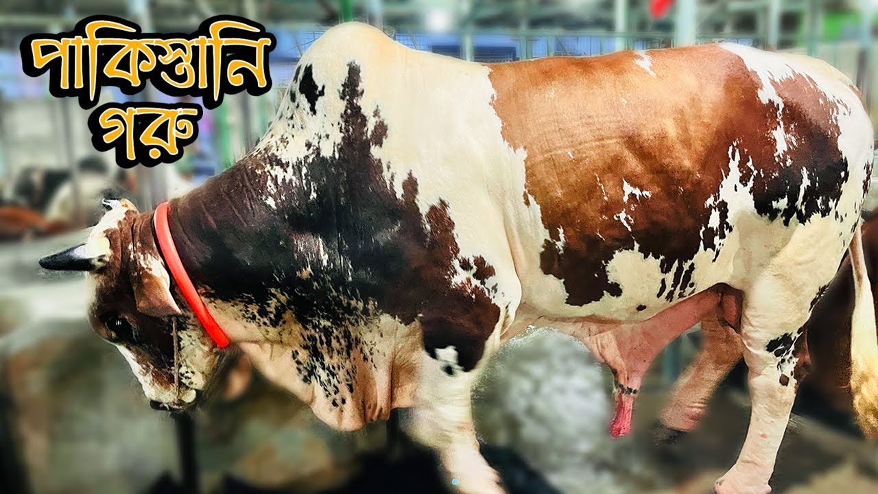 Beautifull Pakistani Big Pakra Bull Bull Sadeeq Agro Collection | বিশাল ...