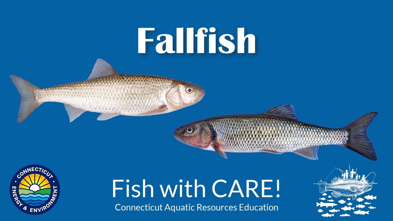 Catching Fallfish - CT Youth Fishing Passport - YouTube