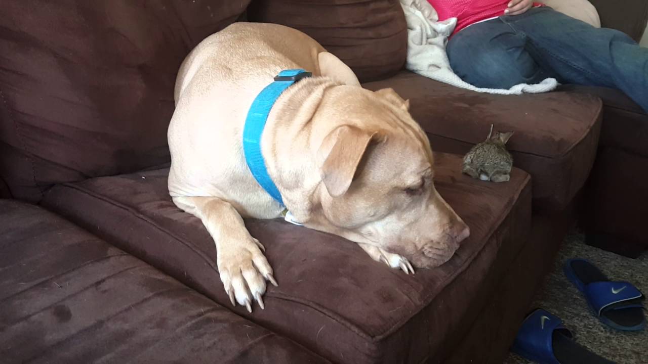Pitbull in his baby rabbit - YouTube